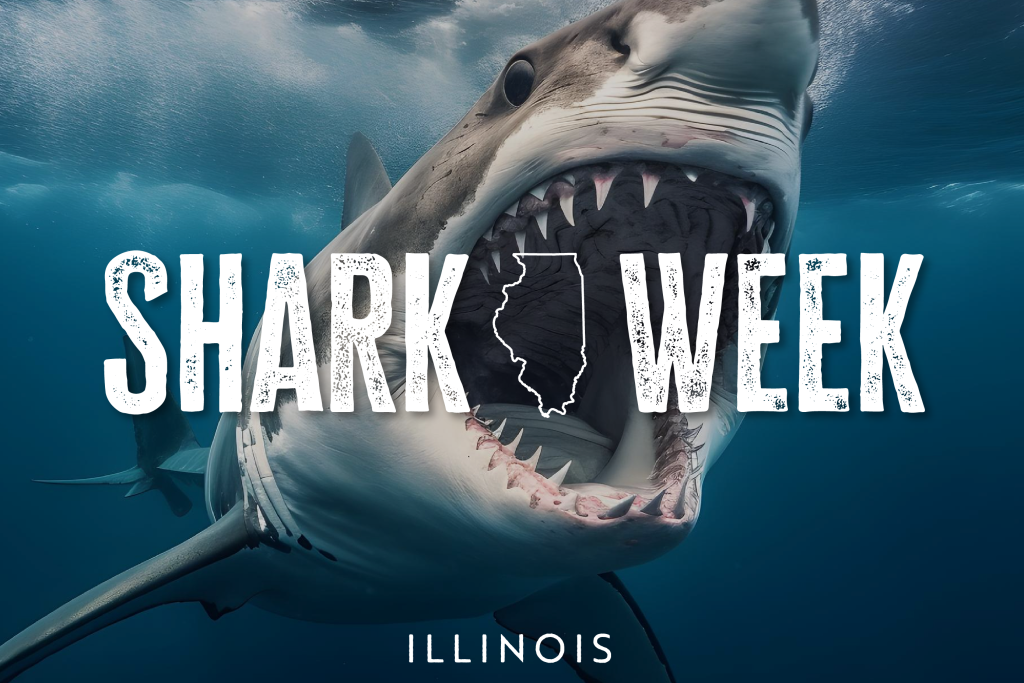 Celebrate Shark Week at the Peoria Riverfront Museum - Travis Robert Weaver